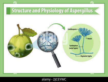 Structure and Physiology of Aspergillus illustration Stock Vector Image ...