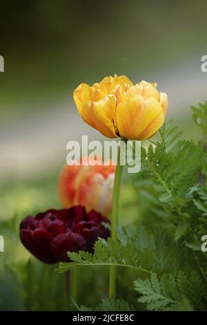 Red double tulips in a flowerbed near an artificial reservoir in the ...