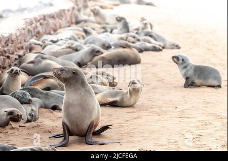 Impression of the abundant number of seals in the seal colony near ...