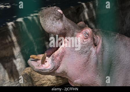 Hippo feeding in the zoo. Reproduction and care of hippos Stock Photo ...