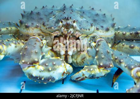Norway, king crabs (Lithodidae Stock Photo - Alamy