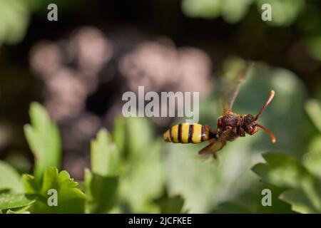 Wasp bee, Nomada signata Stock Photo - Alamy