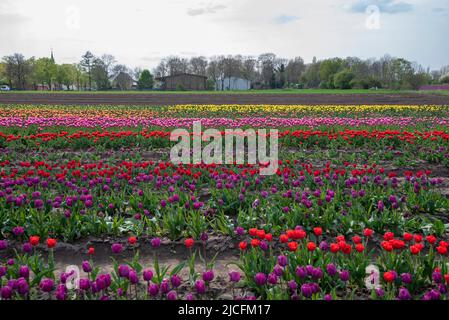 Tulip field, purple tulips, Schwaneberg, Saxony-Anhalt, Germany Stock ...