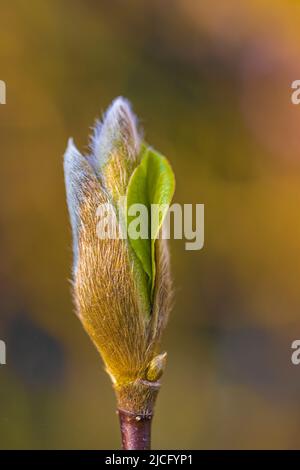 Unopened pink magnolia flower blooms on a green background in the park ...