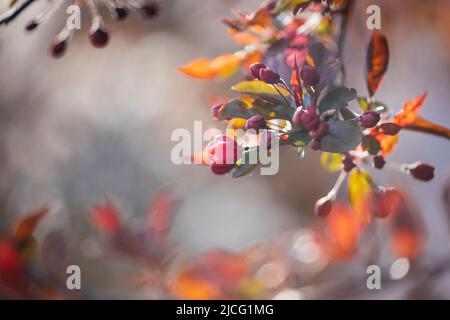 Ornamental apple, bush, detail, branches, fruits, blur Stock Photo - Alamy