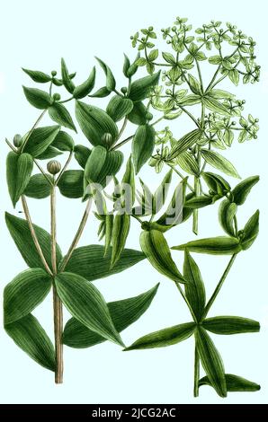 euphorbia lathyris,caper spurge,paper spurge,spurges,purple honesty ...