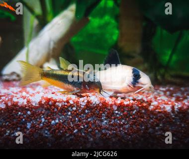 lovely corydoras family in mu aquarium Stock Photo - Alamy
