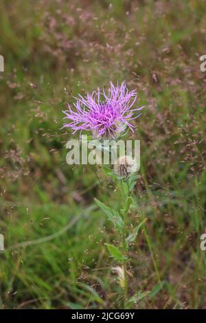 Pink flower of Centaurea nervosa in Nature park Stara planina in ...