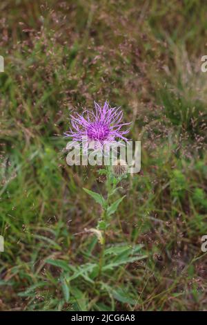 Pink flower of Centaurea nervosa in Nature park Stara planina in ...