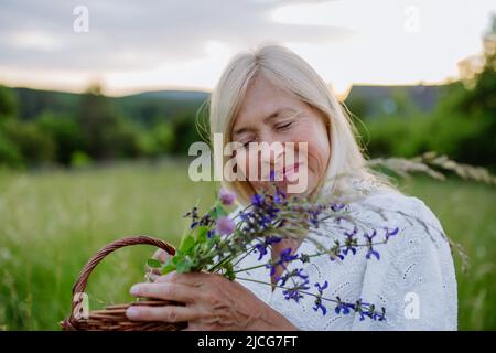 Senior woman wih basket in meadow in summer collecting herbs and ...