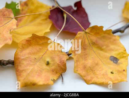 beautiful, colored aspen tree leaves on a light background, autumn ...