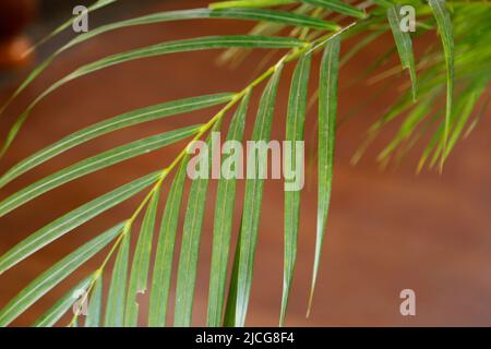 Holy Week. Branch detail. Traditional Catholic celebration Palm Sunday ...