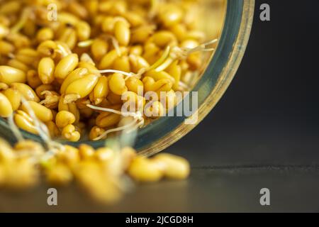 germinated wheat grain sprouts inside glass tray closeup Stock Photo ...