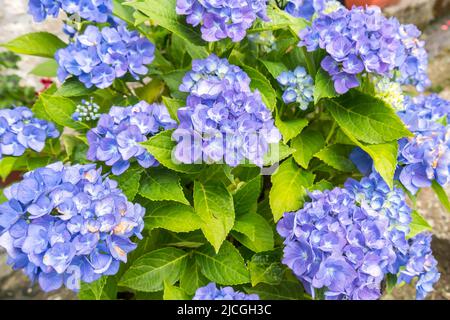 Beautiful blue hydrangeas glowing in early summer Stock Photo - Alamy
