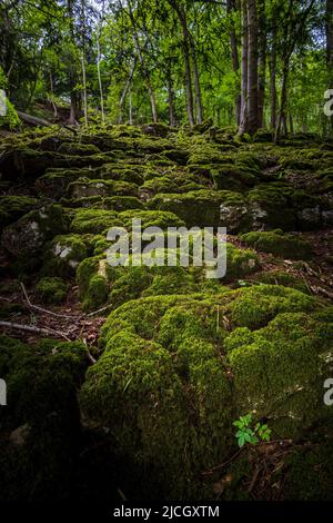 Limestone pavement covered in moss, Forest of Dean, Gloucestershire. UK ...