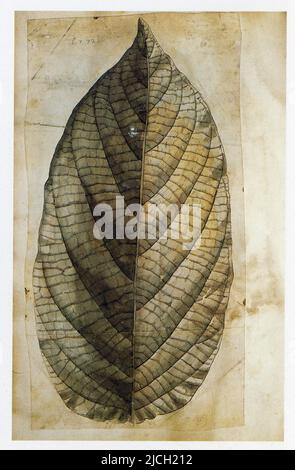 Prunus racemosa, foliis oblongis hirsutis maximis, fructu rubro ...