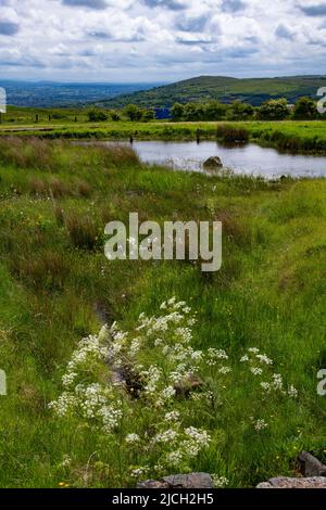 Divis mountain walk on the mountains overlooking Belfast, Northern ...