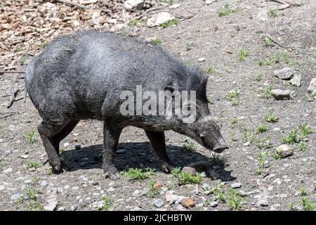 Visayan warty pig (Sus cebifrons) with large tusks, critically ...