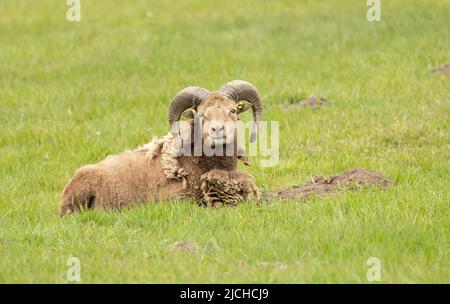 sheep ram with large horns and scruffy fleece Stock Photo - Alamy
