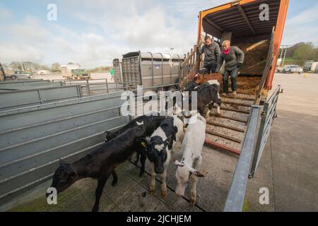 Unloading calves from lorry, Carmarthen Livestock Mart, Wales, UK Stock ...