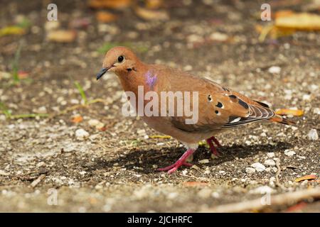 Portrait of a zenaida dove (zenaida aurita) on the beach Stock Photo ...