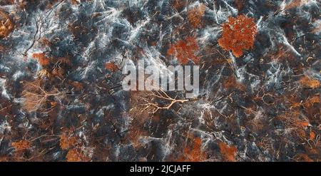 UYRA THE RISING FOREST, (aka UYRA: THE RISING FOREST, aka UYRA A ...