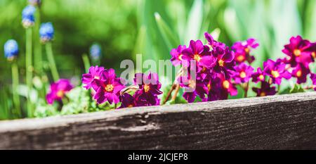 Purple Primula flowers on raised flower bed in spring garden Stock ...