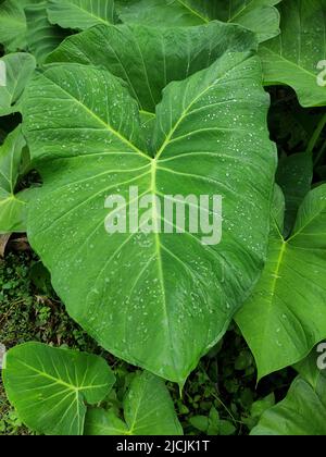The Natural Tropical Green leaf's texture may be used as a background ...
