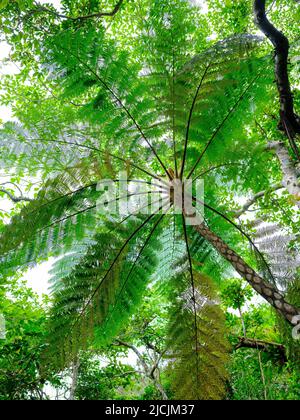 Flying spider monkey tree fern Stock Photo - Alamy