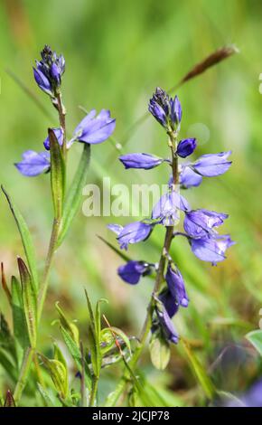 common milkwort (Polygala vulgaris), inflorescence, Germany, North ...
