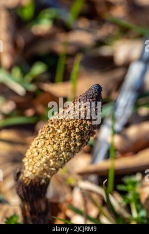 Equisetum arvense flower in meadow, close up Stock Photo - Alamy