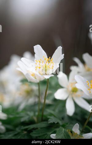 Watercolor anemone flower seamless pattern on a pink background. Floral ...