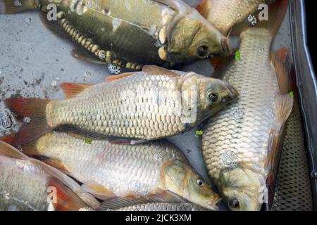 Rui fish inside the water in a container Stock Photo - Alamy