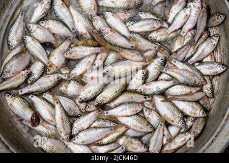 Punti Fish also known as Putti Fish.Freshwater fish Stock Photo - Alamy