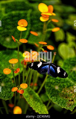 Blue Moon Butterfly on Begonia Stock Photo - Alamy