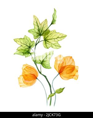 Poppy green leaf floral botanical flowers. Wild spring leaf wildflower ...