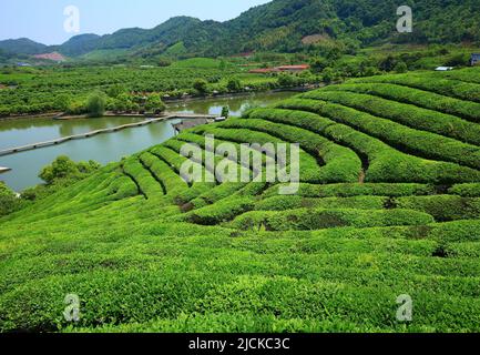 Green tea garden terrace Stock Photo - Alamy