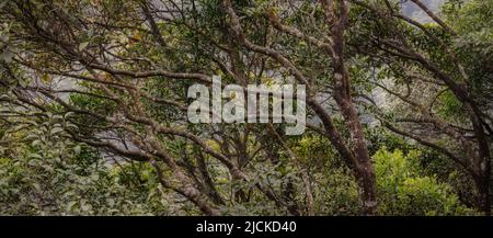 Guangzhou conghua wuzhishan forest Stock Photo - Alamy