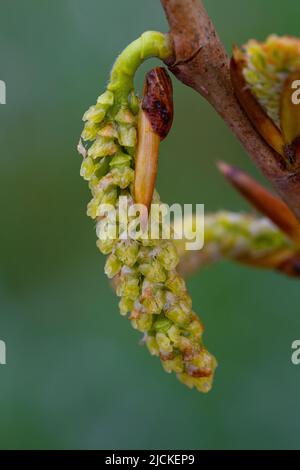 Female flower of Populus nigra subsp. betulifolia Stock Photo - Alamy