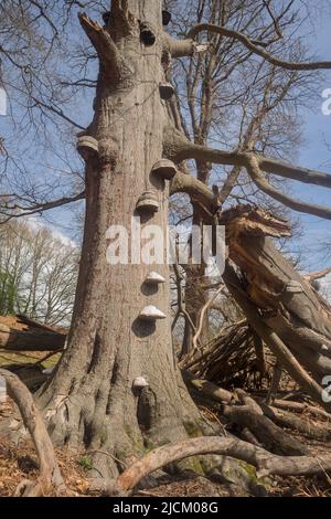 Mature Damaged Beech Tree ( Fagus sylvatica ) In Spring, Exmoor ...