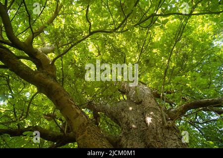 Scared lightning struck horse chestnut tree showing exploded surface ...