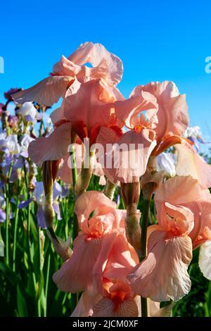Colorful flowers with blue sky, irises Stock Photo - Alamy