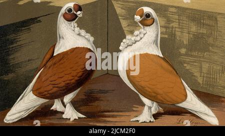 Arrow Pointed and Brown Tipped Blondinette pigeons: two examples of a ...