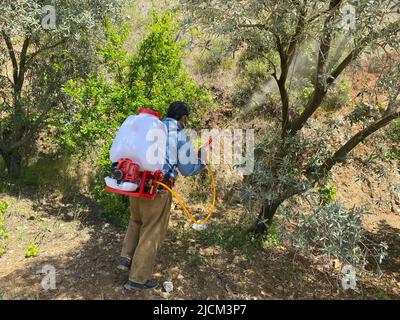 Spraying olive tree with an organic pesticide or insecticide in early ...