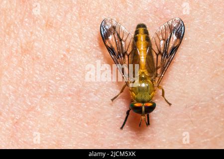 Yellow Fly - Diachlorus ferrugatus Stock Photo - Alamy