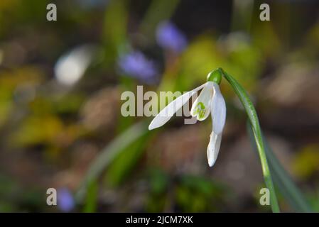 Snowdrop (Galanthus nivalis) in an undergrowth on a winter evening ...