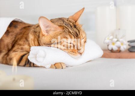 Bengal cat with body massage in spa. Domestic kitty resting on massage ...