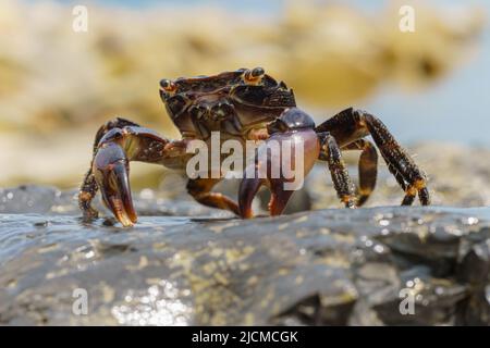 Crab surrounded by seaweed. Sea wave flooded sitting on a stone crab in ...