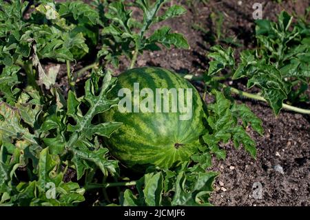 Watermelon grows on a melon bed Stock Photo - Alamy