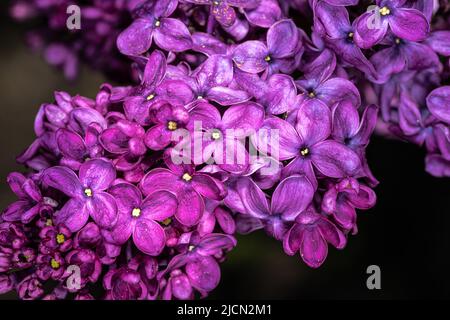 Lilac flowers Syringa vulgaris Monge Stock Photo - Alamy